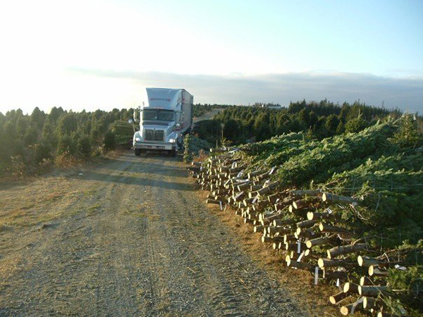 Home - Northern Lights Christmas Tree Farms